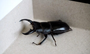 沖縄で子どもと昆虫採集めちゃ楽しい！道具、場所、気をつける点など | 沖縄移住ライフハック