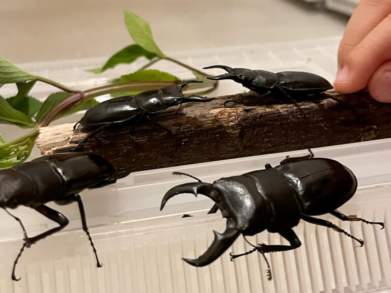 沖縄で子どもと昆虫採集めちゃ楽しい！道具、場所、気をつける点など