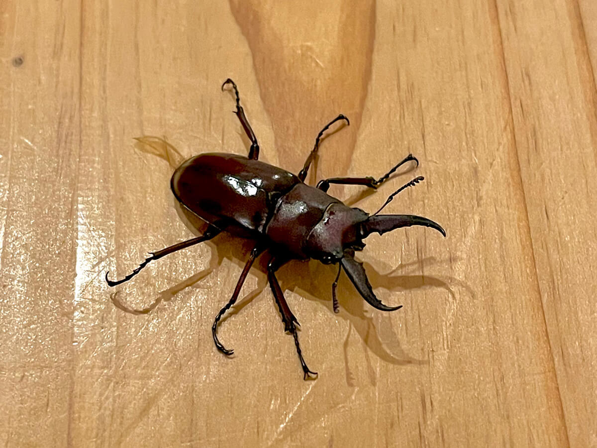 沖縄で子どもと昆虫採集めちゃ楽しい！道具、場所、気をつける点など