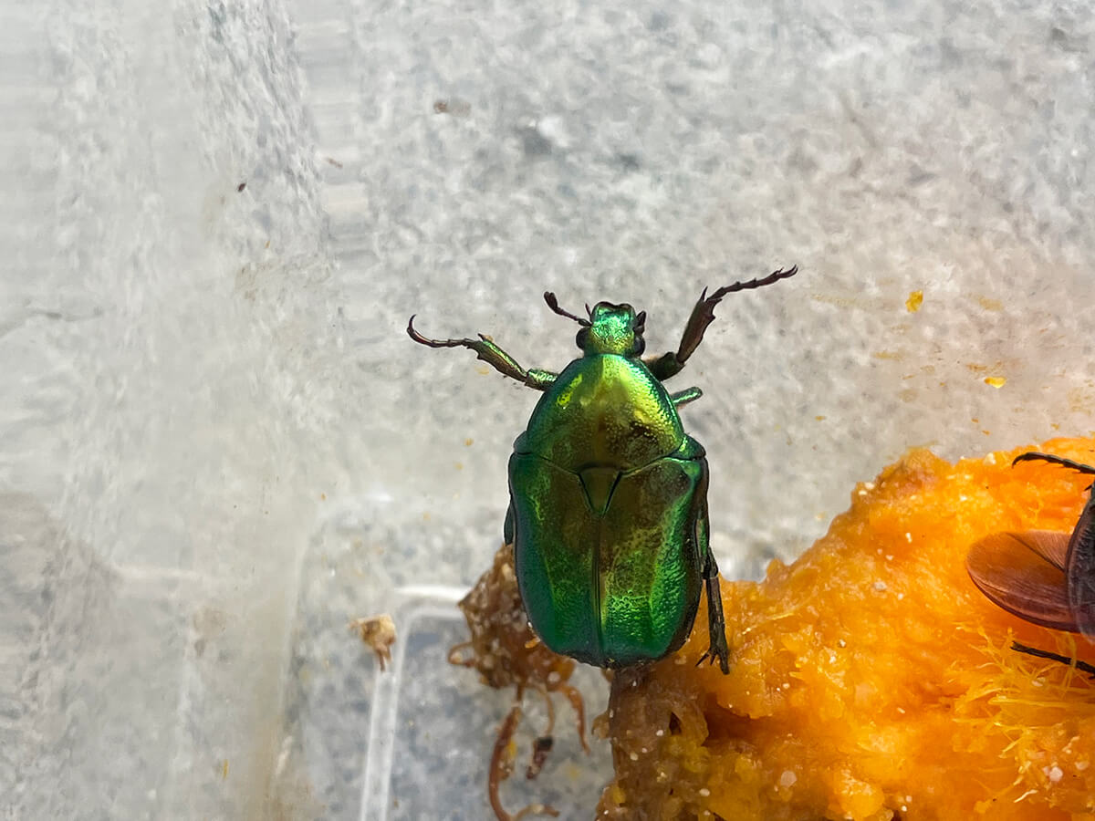 沖縄で子どもと昆虫採集めちゃ楽しい！道具、場所、気をつける点など