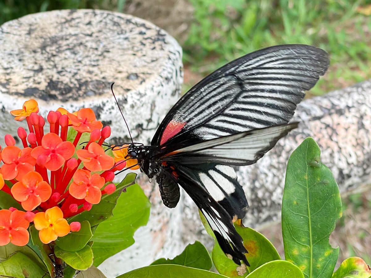 沖縄で子どもと昆虫採集めちゃ楽しい！道具、場所、気をつける点など
