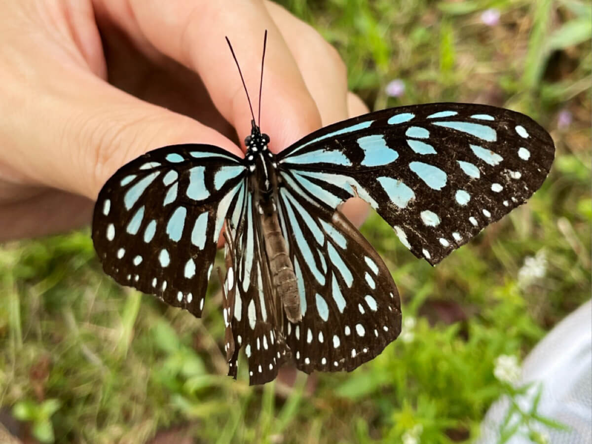 沖縄で子どもと昆虫採集めちゃ楽しい！道具、場所、気をつける点など