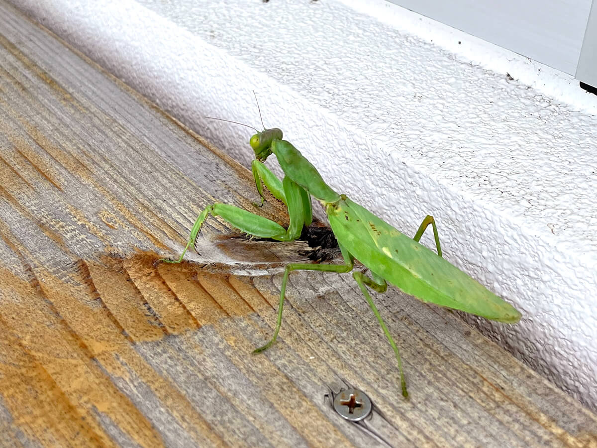 沖縄で子どもと昆虫採集めちゃ楽しい！道具、場所、気をつける点など