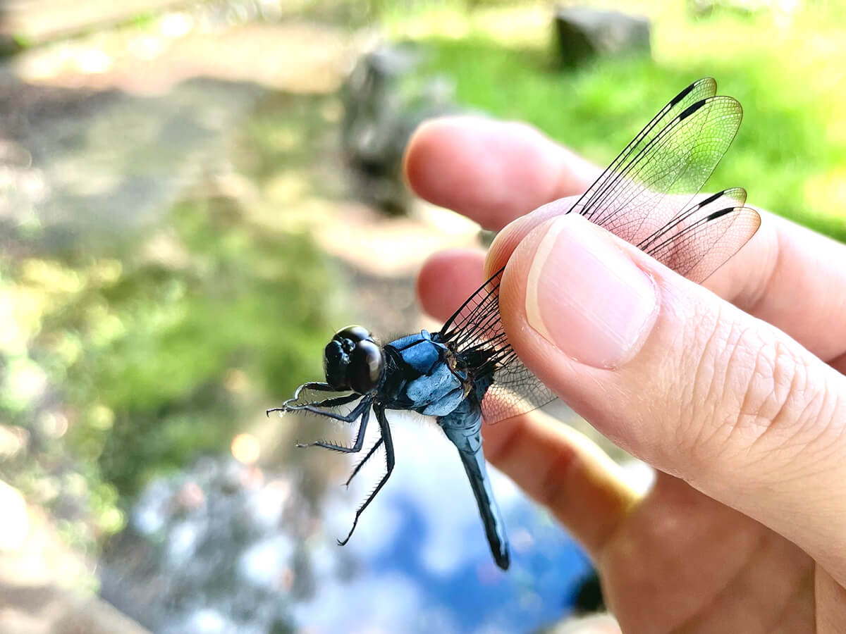 沖縄で子どもと昆虫採集めちゃ楽しい！道具、場所、気をつける点など